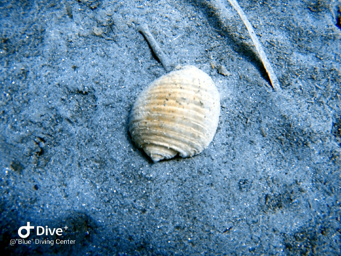 Barrel Snail :: bluedivingcenter-uk