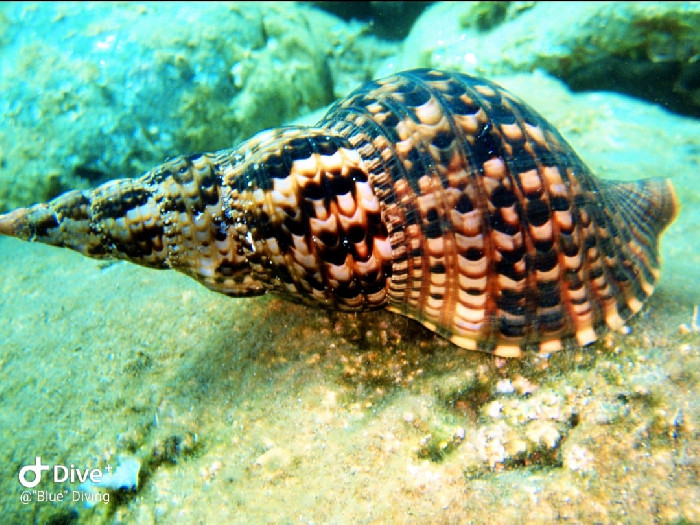 Charonia Variegata :: bluedivingcenter-uk